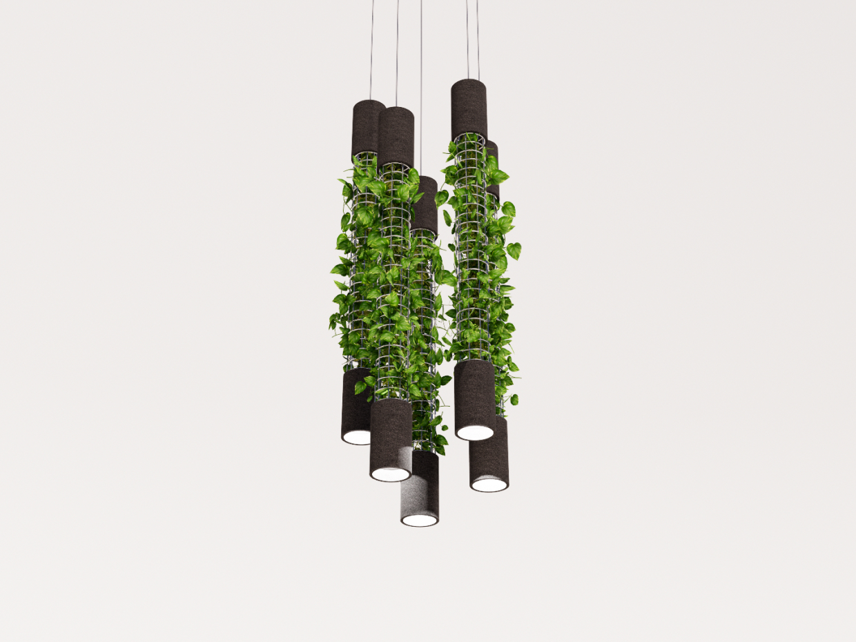 Climbing Plant | CSI Creative